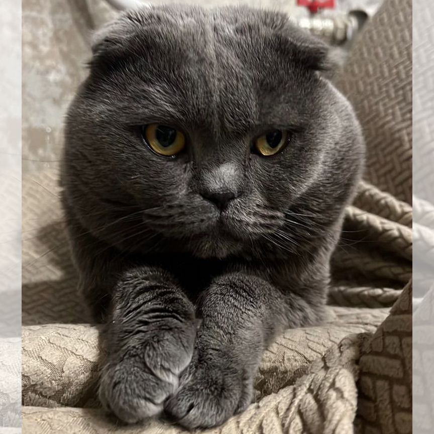 Британский голубой кот