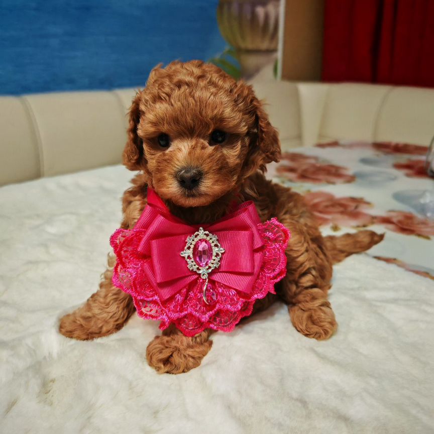 Сладкая девочка мальтипу