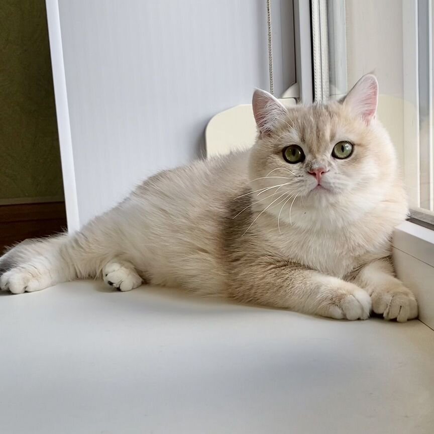 Британская голубая шиншилла