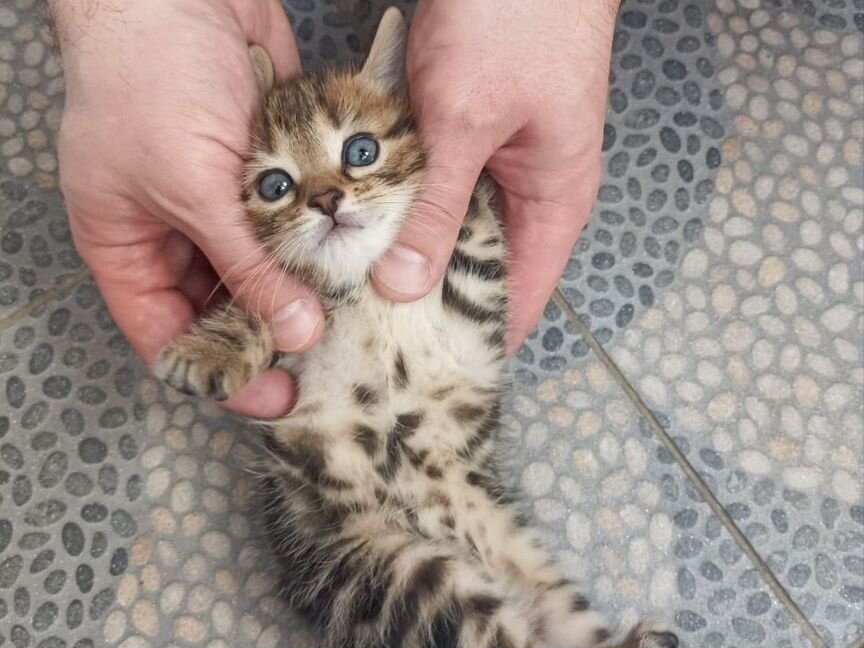 Котёнок девочка полубенгал