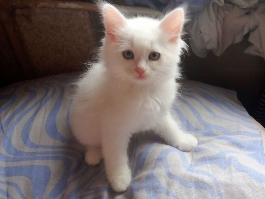 Котенок в хорошие руки