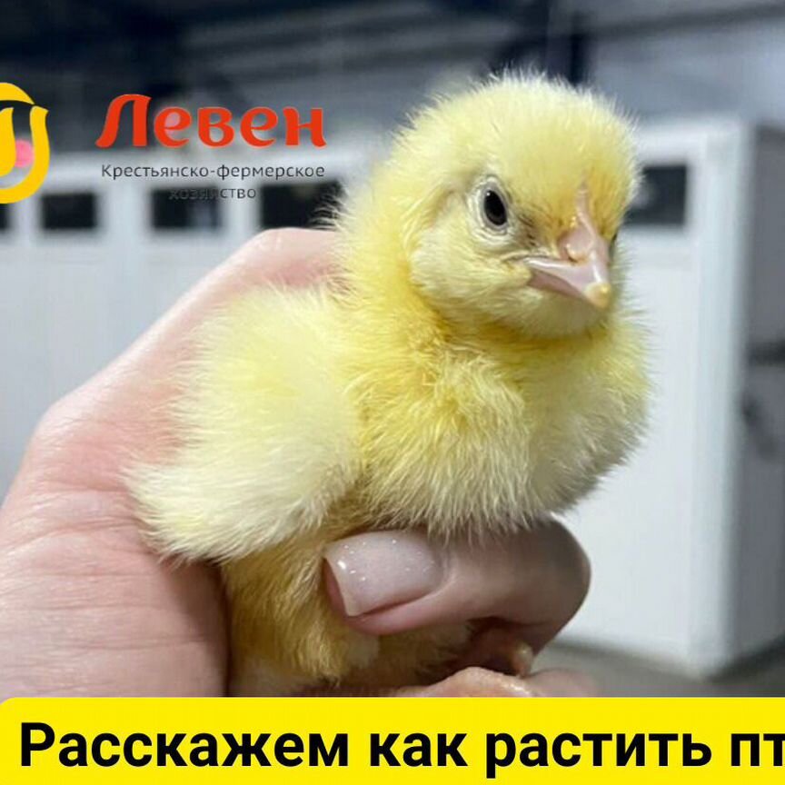 Цыплята бройлеры кобб 500 14 дней. Предзаказ