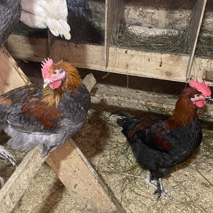 Молодые петушки