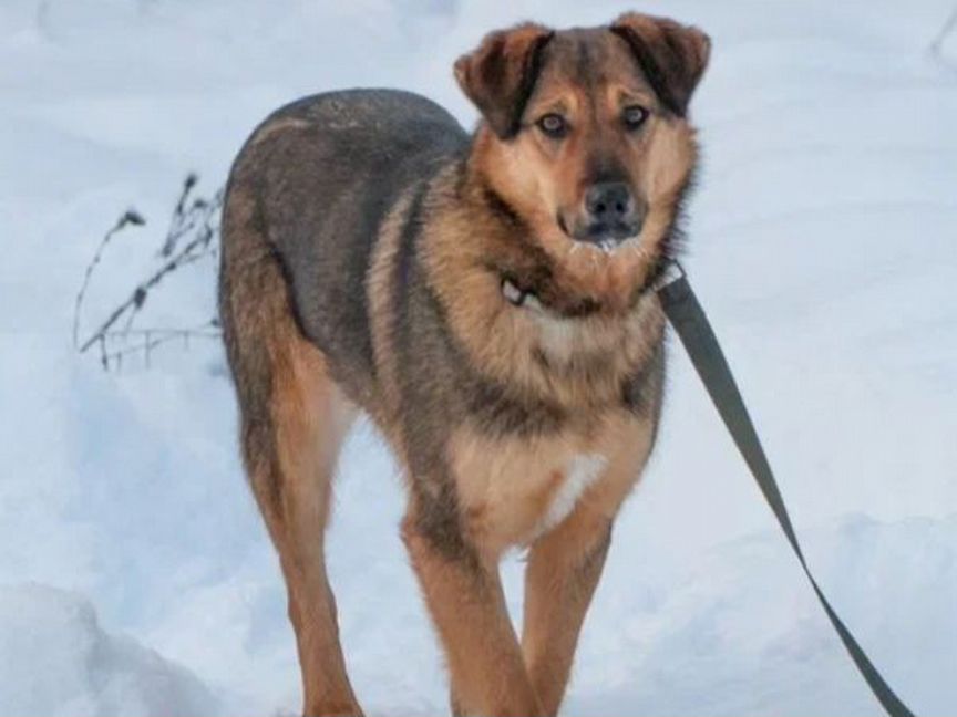 Идеальная девчоночка из Лесного приюта