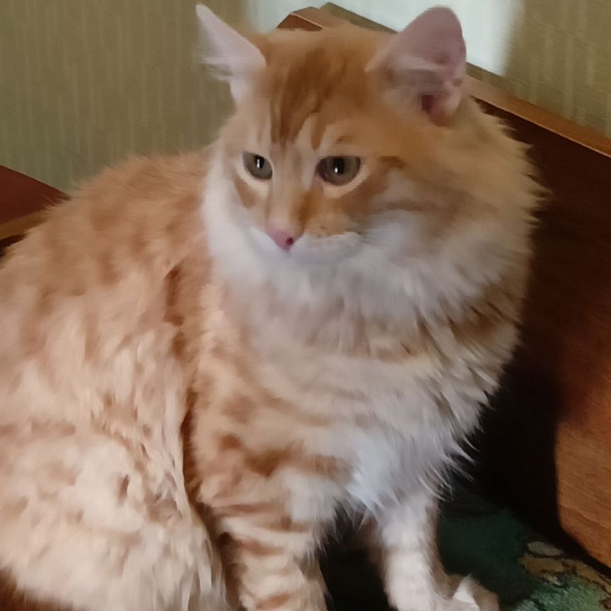 Котики бесплатно в добрые руки