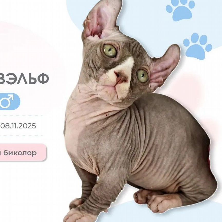 Канадский сфинкс котёнок