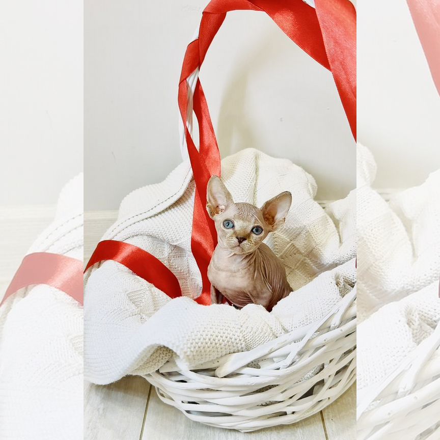 Канадский сфинкс котёнок