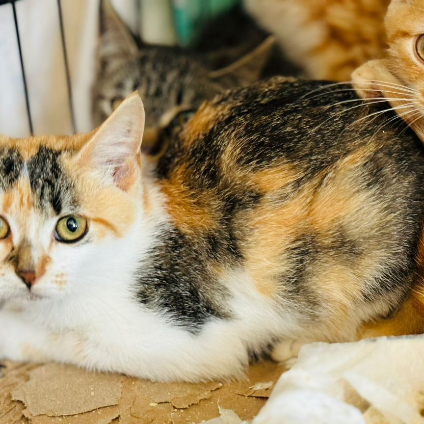 Котята хотят домой