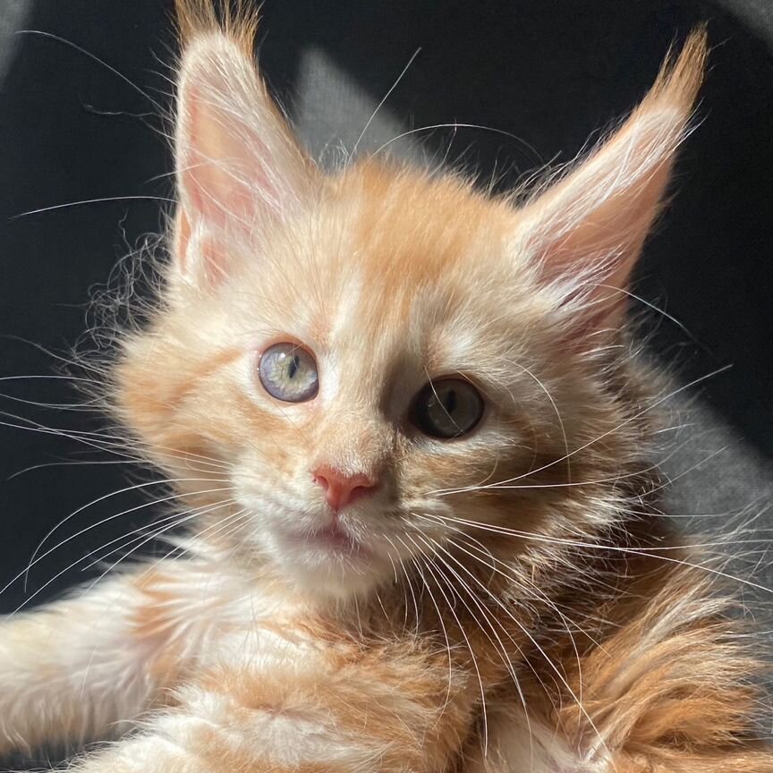 Мейн-кун мальчик красный