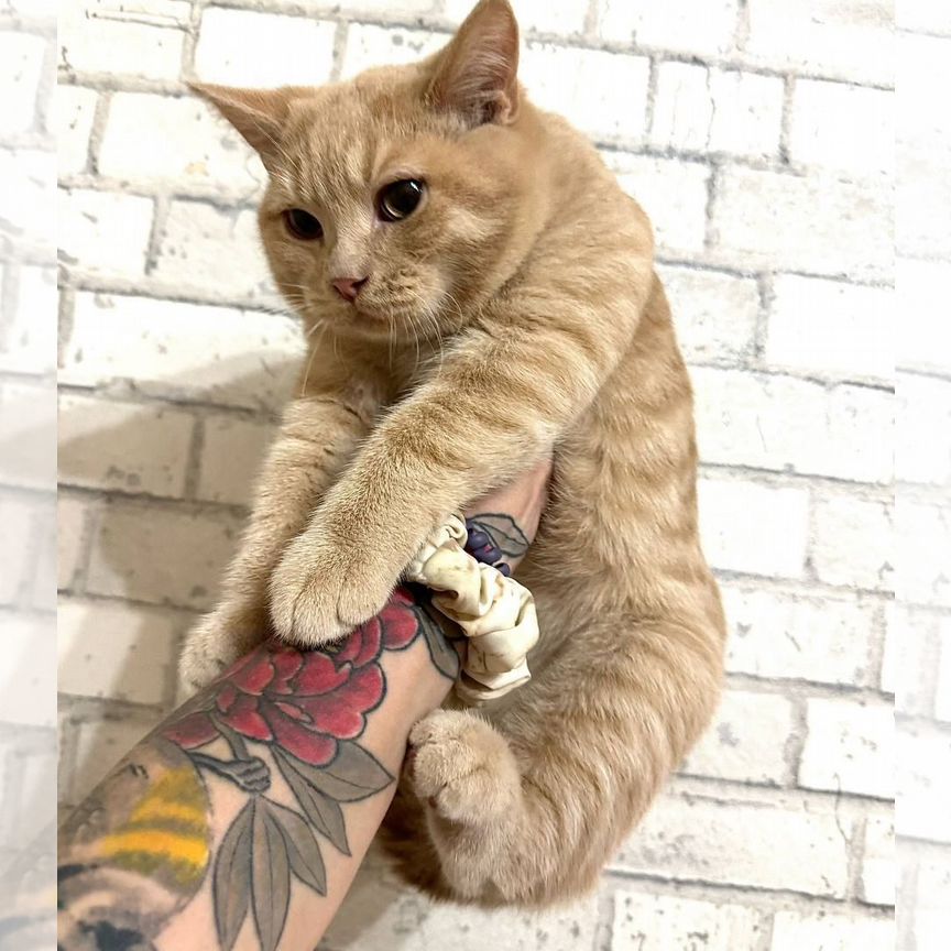 Котята