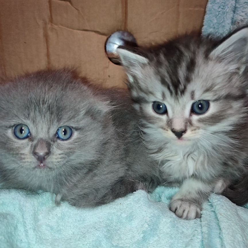 Шотландская