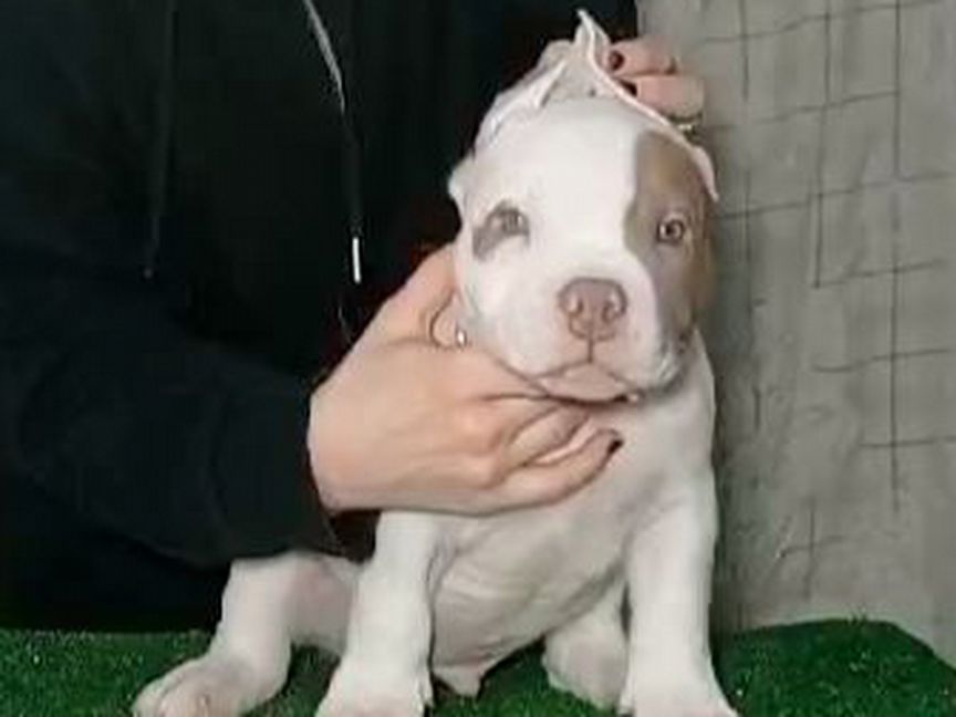 Американский булли шоукласса