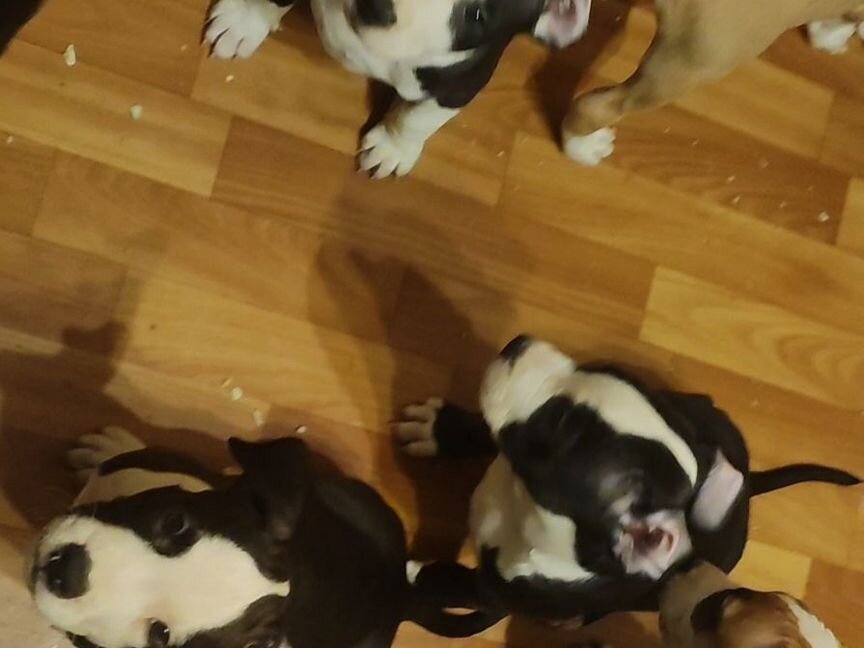 Щенки Ам.Стаффордширского терьера