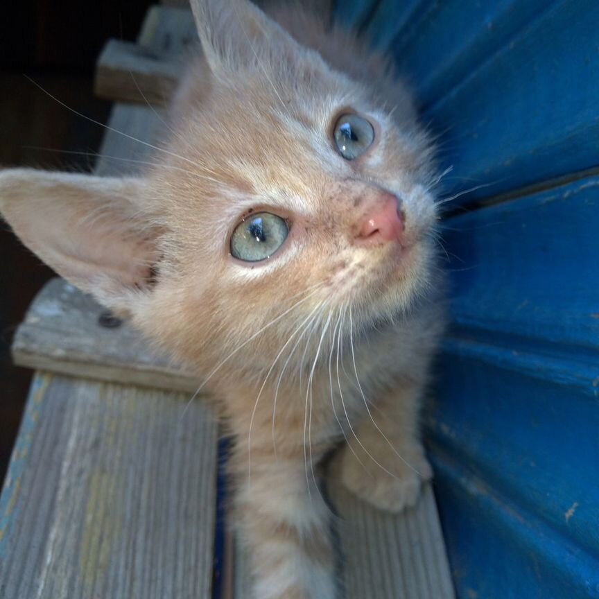 Котик Рыжик