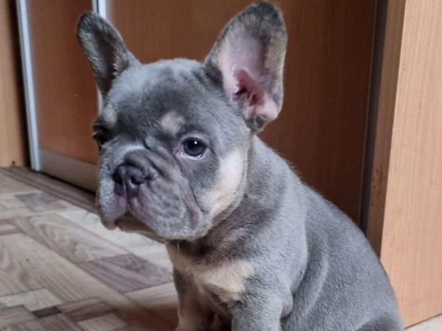 Булочка голубой подпал с геном флаффи