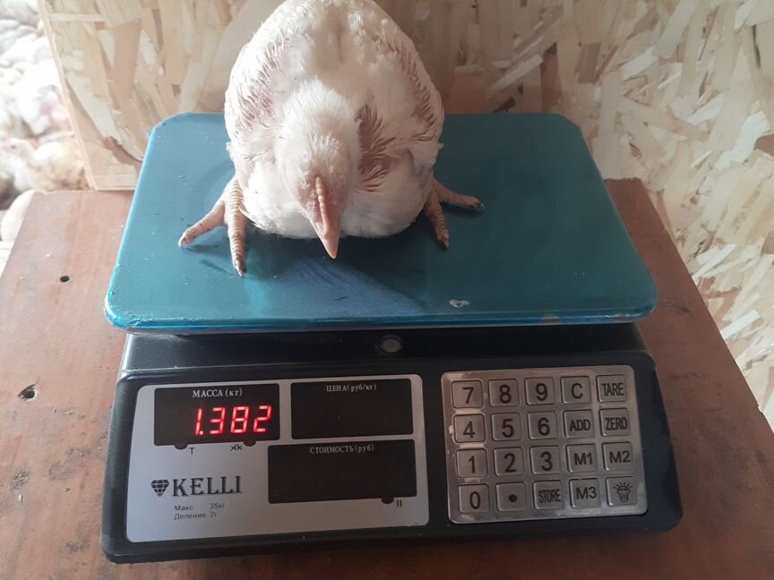 Цыплята бройлеры