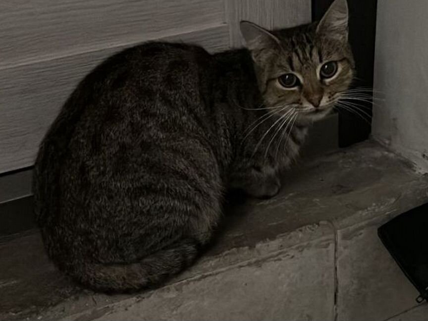 На стройку выкинули кошку