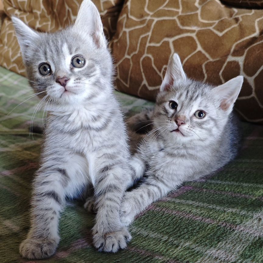 Британский короткошёрстный котёнок