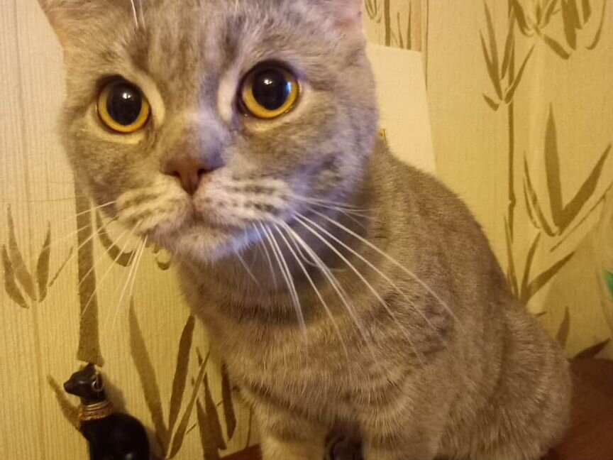 Британская кошечка ищет дом