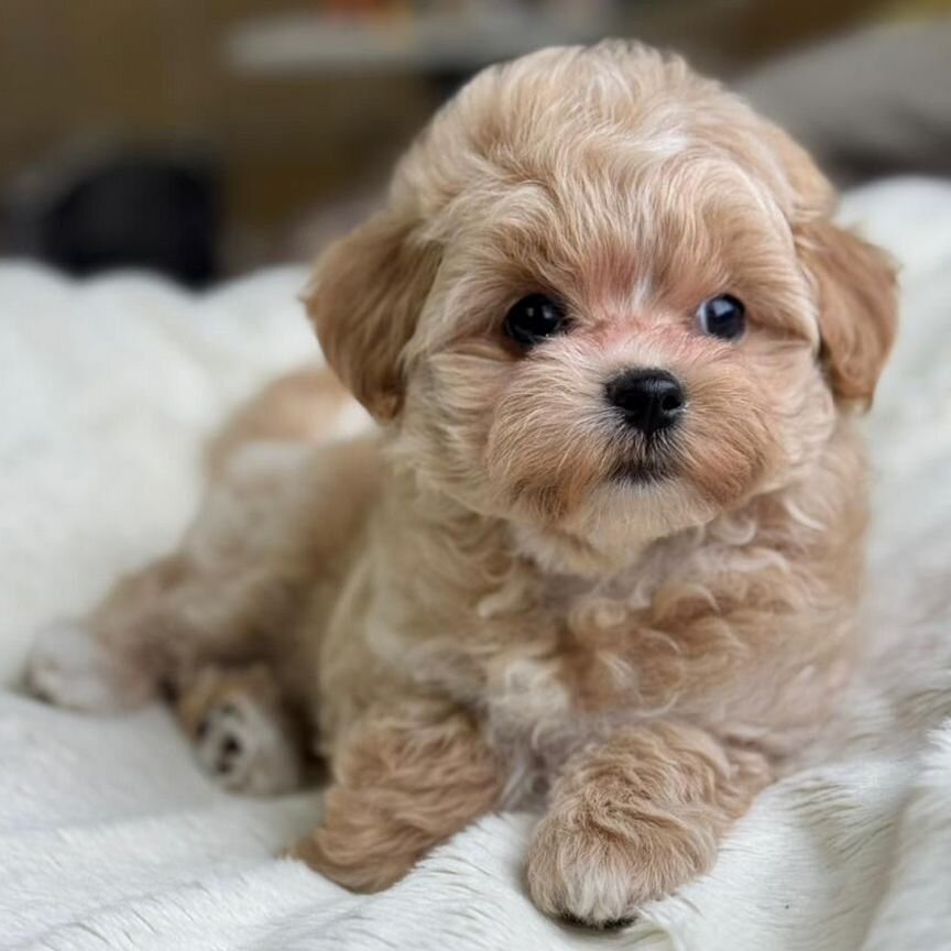 Мальтипу, щенок