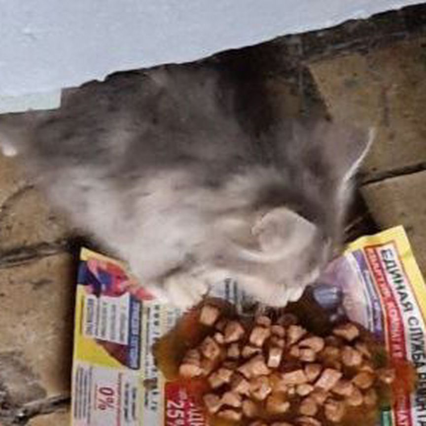 Котёнок кроха