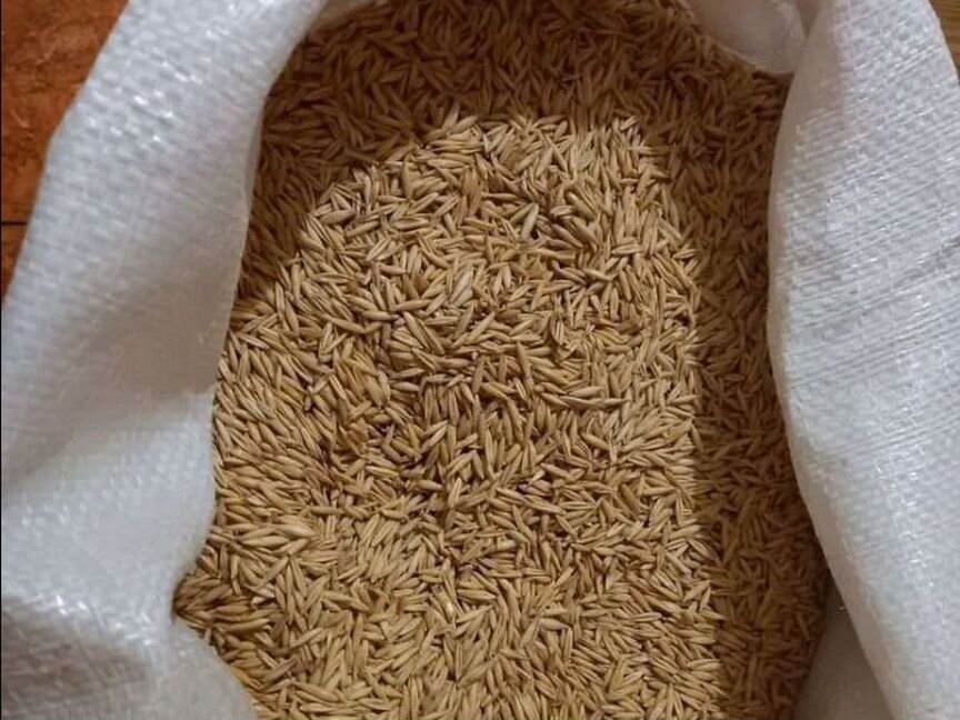 Гречиха, Пшеница озимая корма