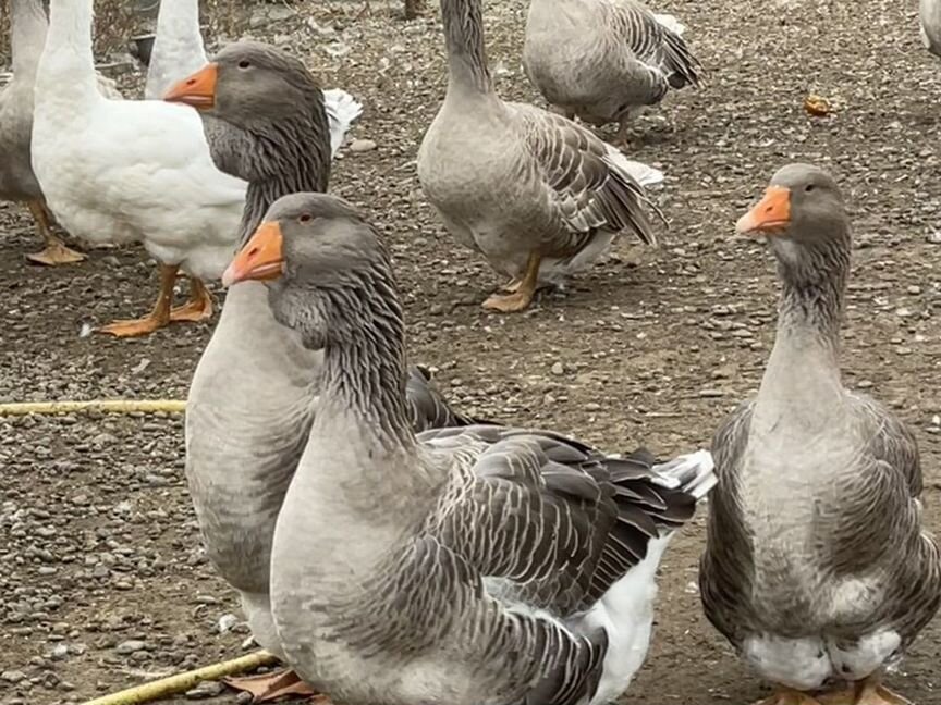 Тулузеие гуси Халмогорские гуси