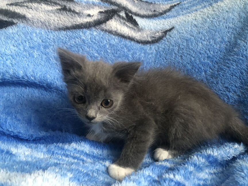 Котята метисы
