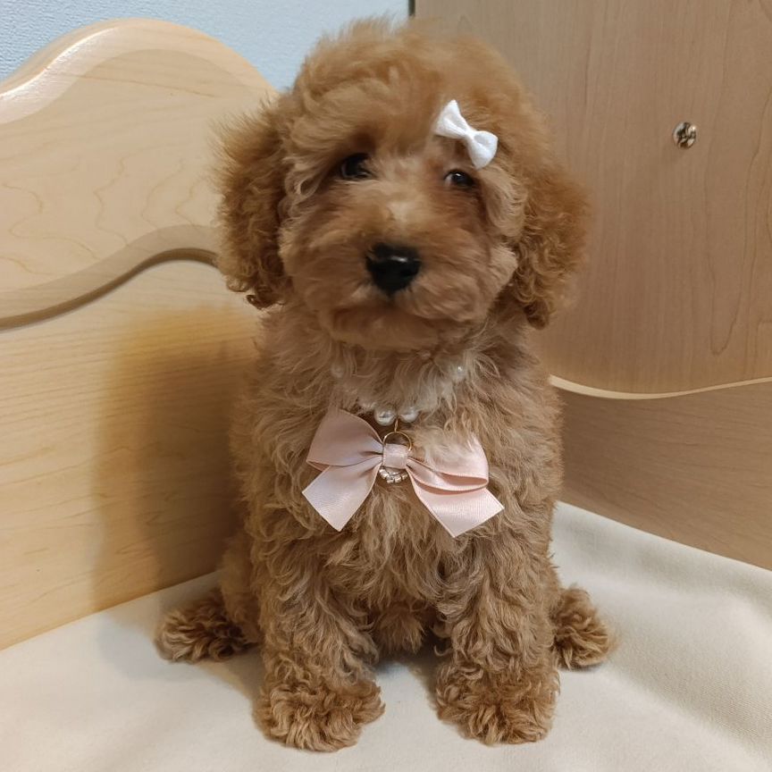 Той-пудель, щенок