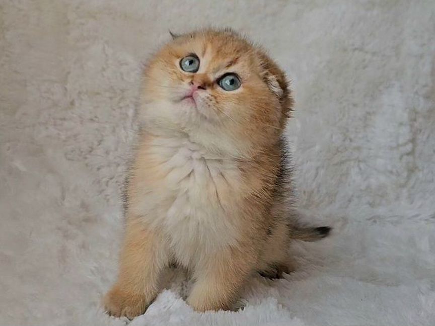 Шотландские вислоухие шиншиллята