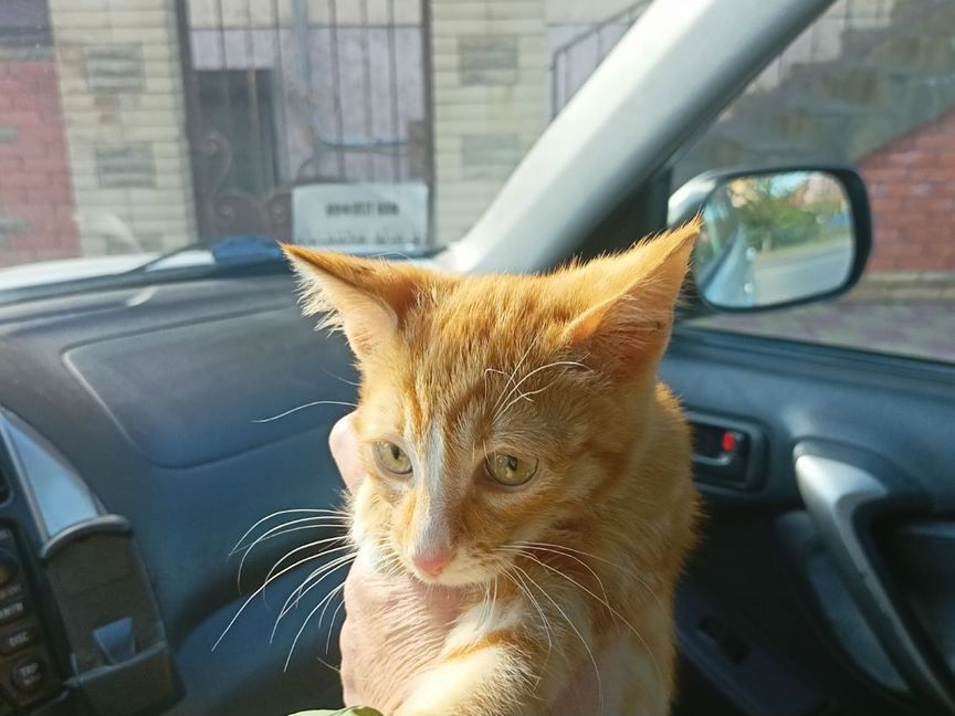 Котёнок в добрые руки