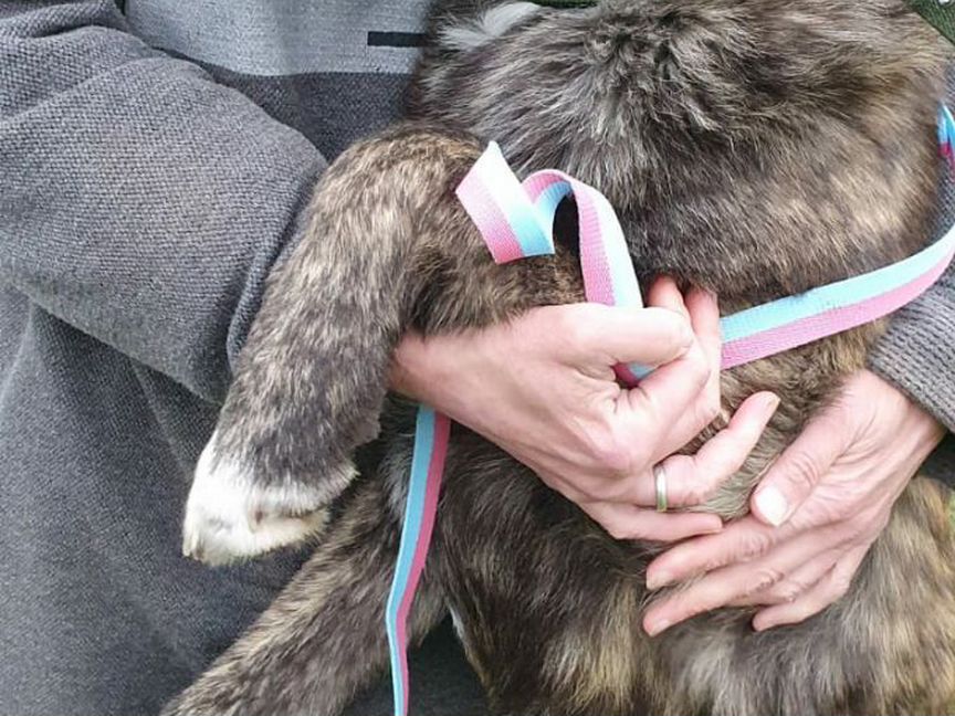 Щенок-подросток Бакс в добрые руки