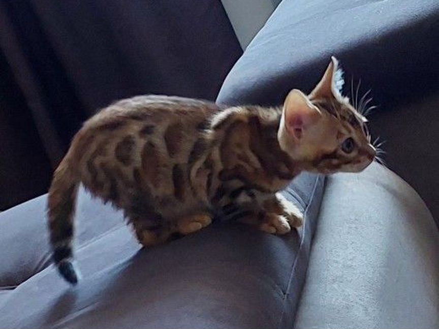 Бенгальская кошка
