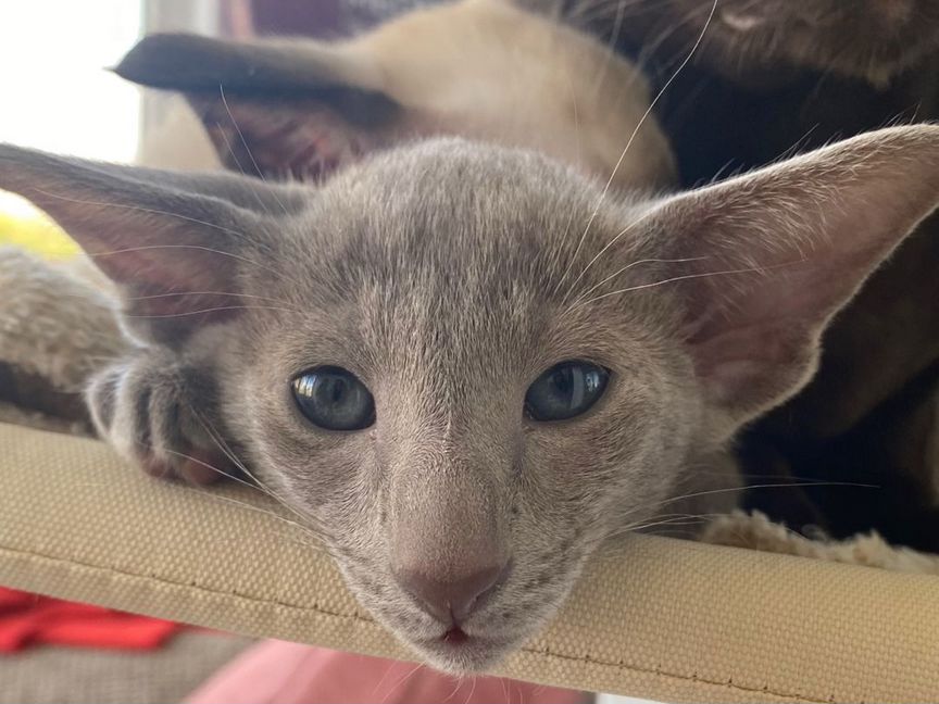 Ориентальный котик