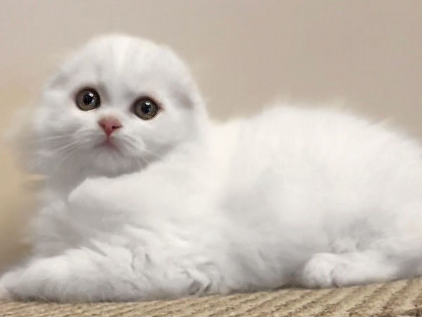 Шотландские котята шоу класса