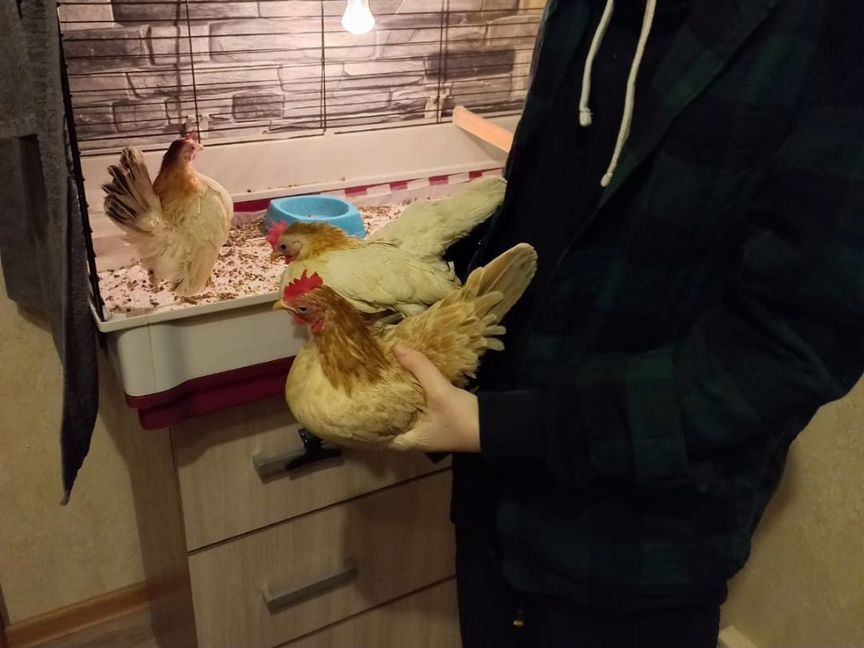 Две Курицы Малазийская Серама 1,5г