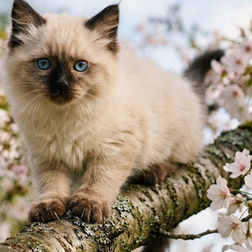 Невский маскарадный котёнок