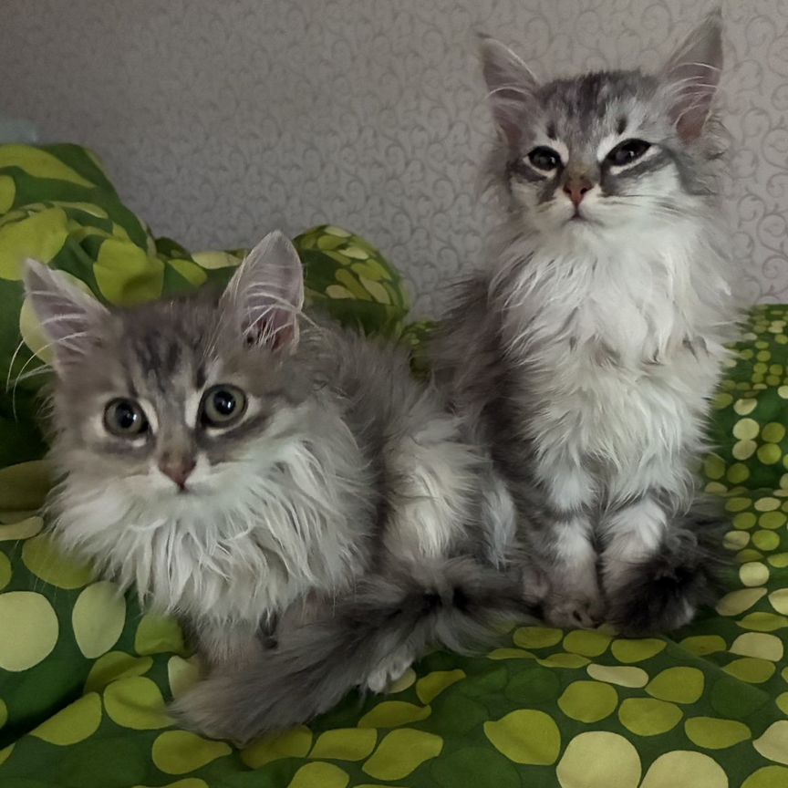 Сибирский котёнок