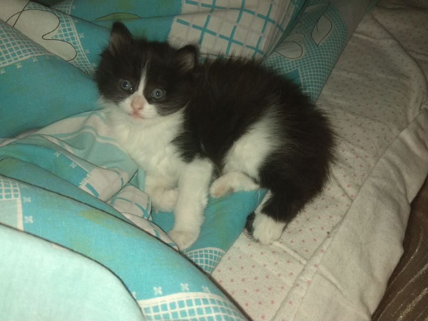 Котёнок