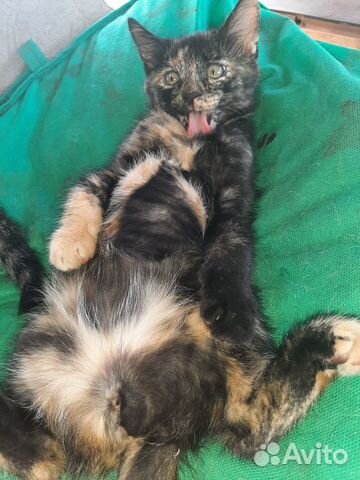 Котодетки