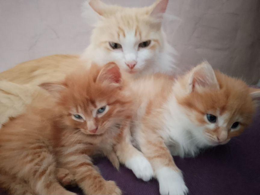 Домашние животные котята