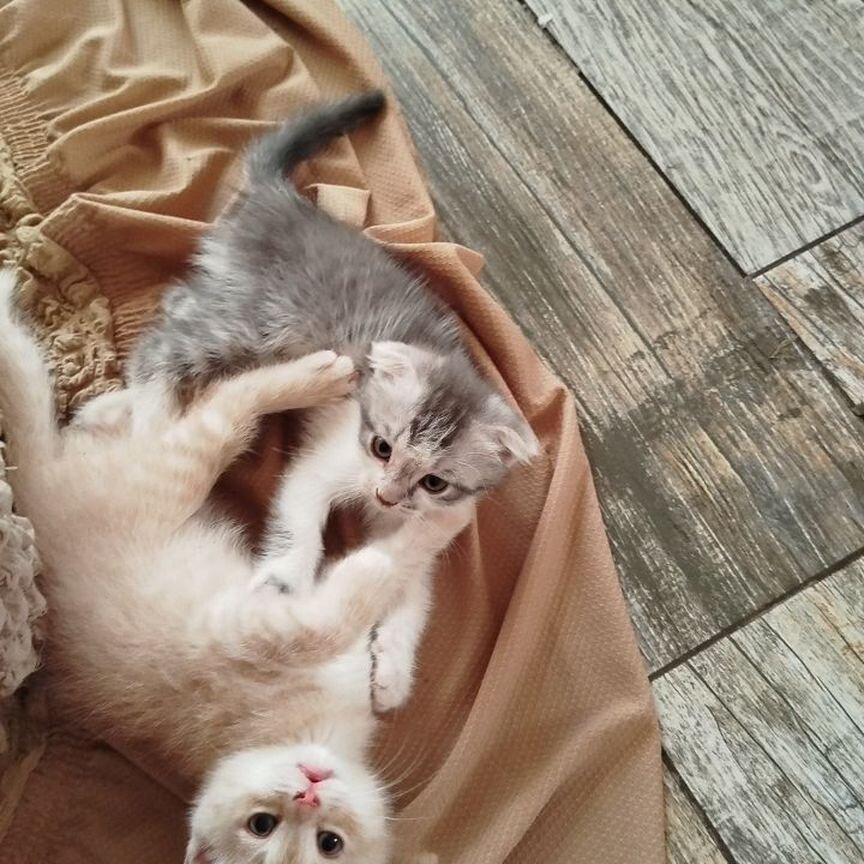 Вислоухие котята