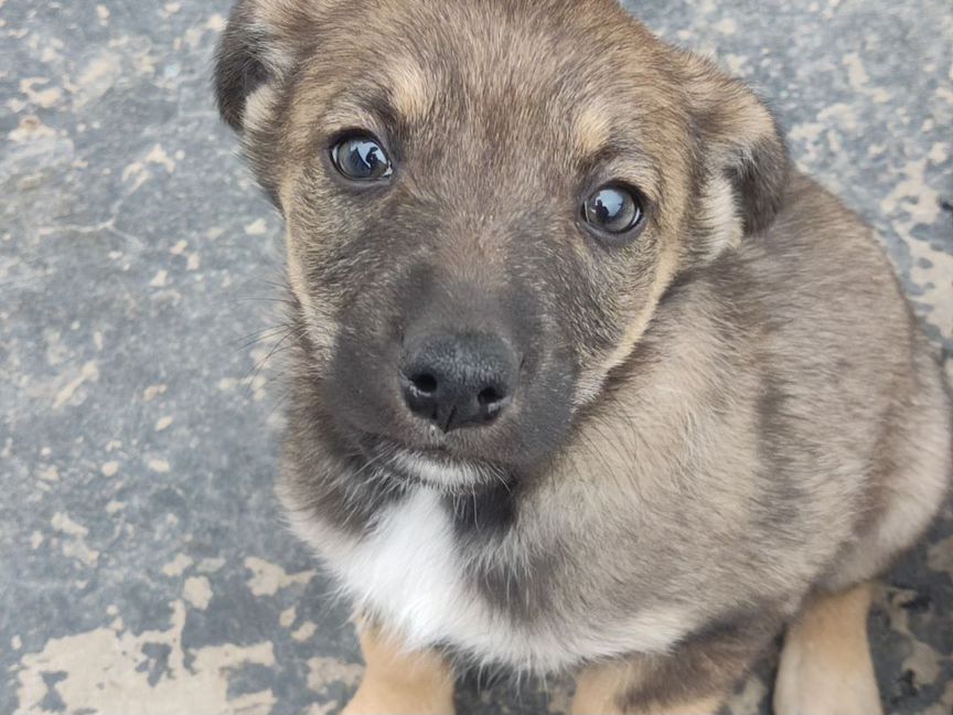 Собака в добрые руки щенок