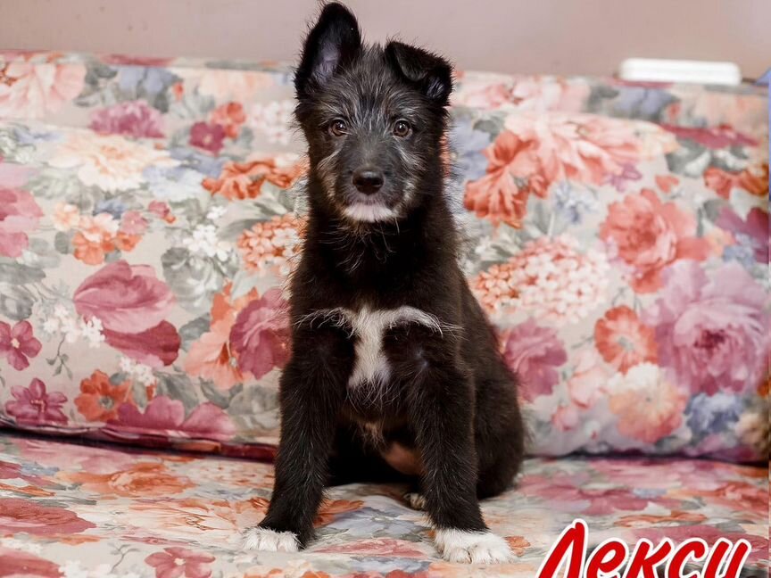 Щенок в добрые руки бесплатно