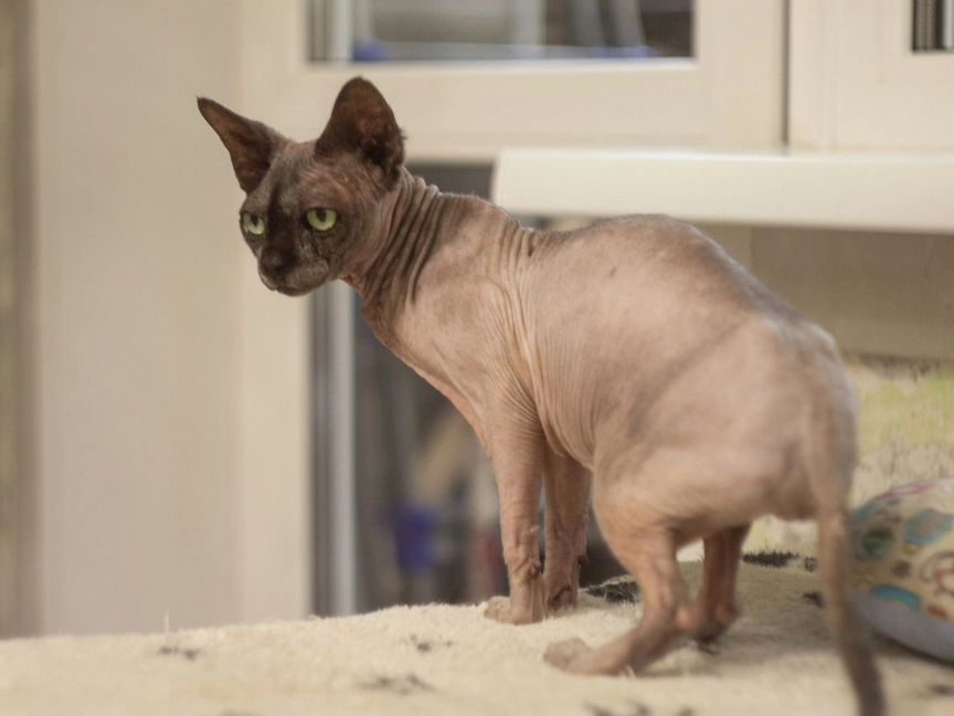 Лысая кошка