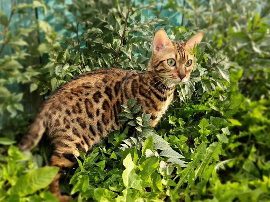 Котятаготовы к бронированию бенгалы