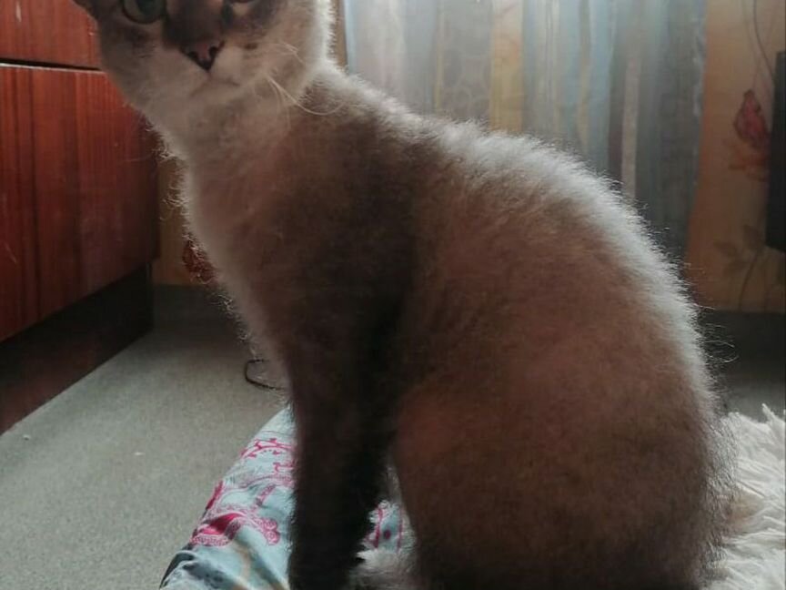 Кот сфинкс