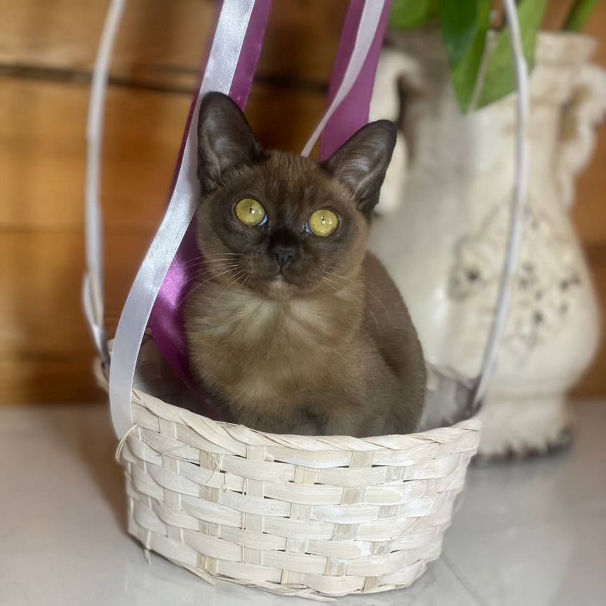 Котята бурма