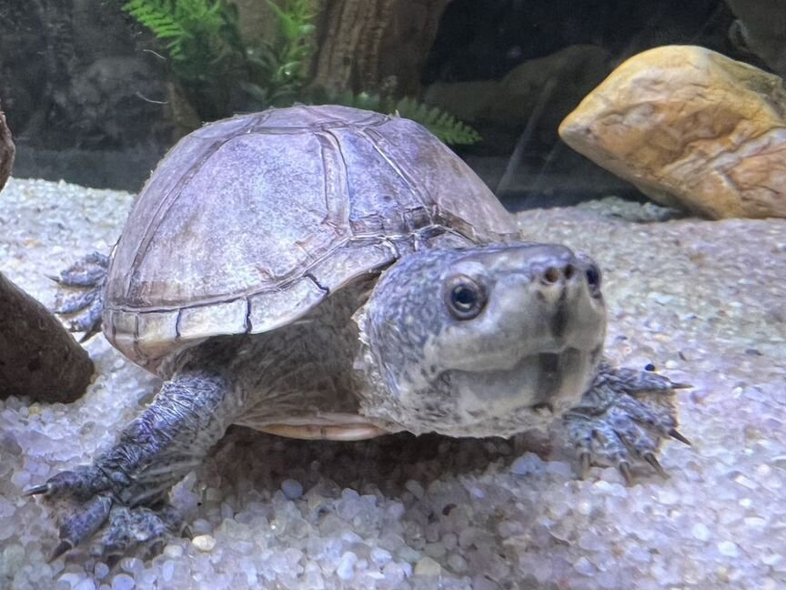 Мускусная черепаха