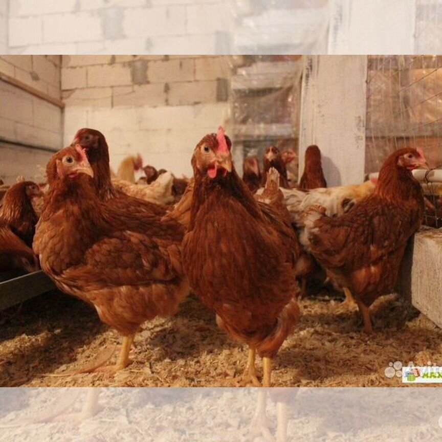 Куры несушки родонит 3